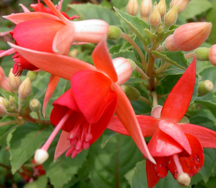 fuchsie/top50 | Deutsche Fuchsiengesellschaft e.V.