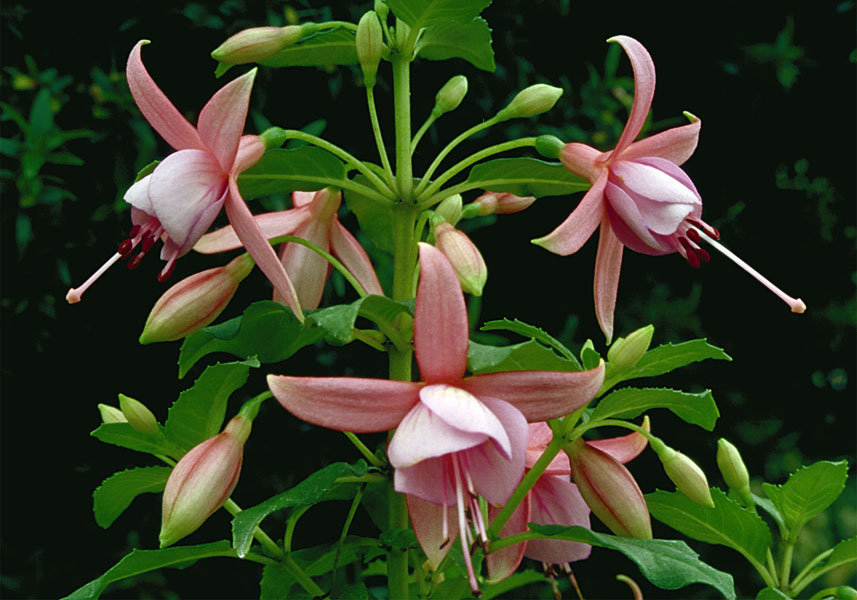 fuchsie/top50 | Deutsche Fuchsiengesellschaft e.V.