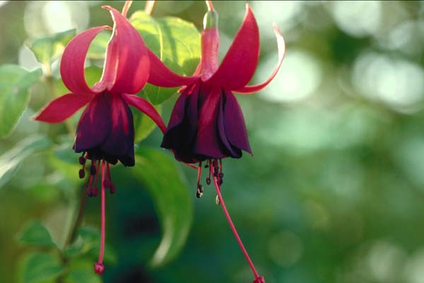 Rohees Metallah | Deutsche Fuchsiengesellschaft e.V.