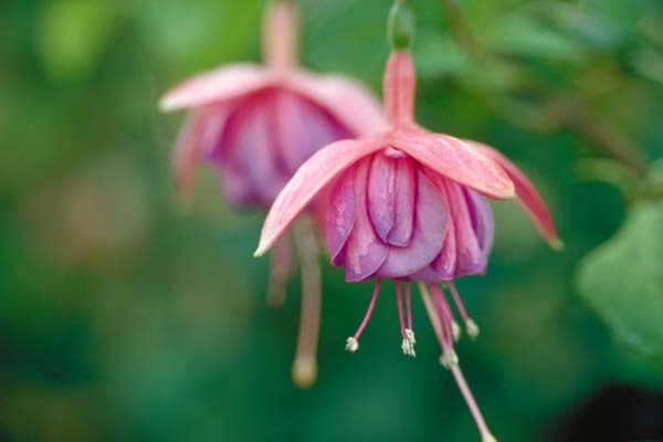 Rose Aylett | Deutsche Fuchsiengesellschaft e.V.