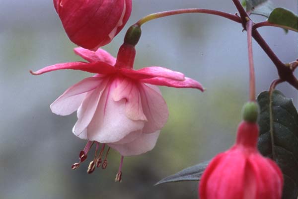 Sharon Allsop | Deutsche Fuchsiengesellschaft e.V.