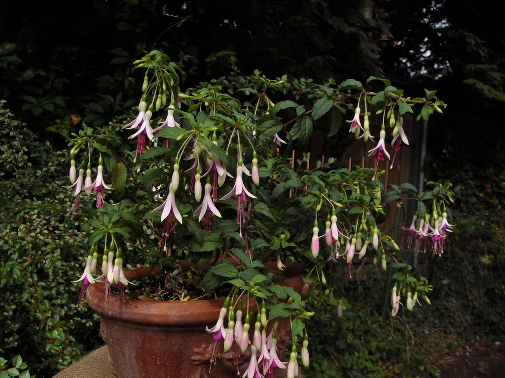 Venus Victrix | Deutsche Fuchsiengesellschaft e.V.