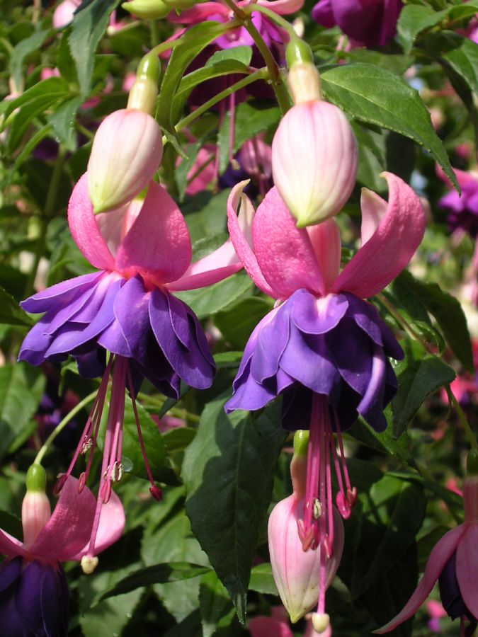 Kärnten | Deutsche Fuchsiengesellschaft e.V.