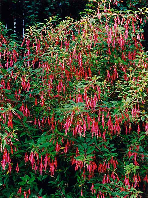 Fuchsia mag. var. gracilis | Deutsche Fuchsiengesellschaft e.V.