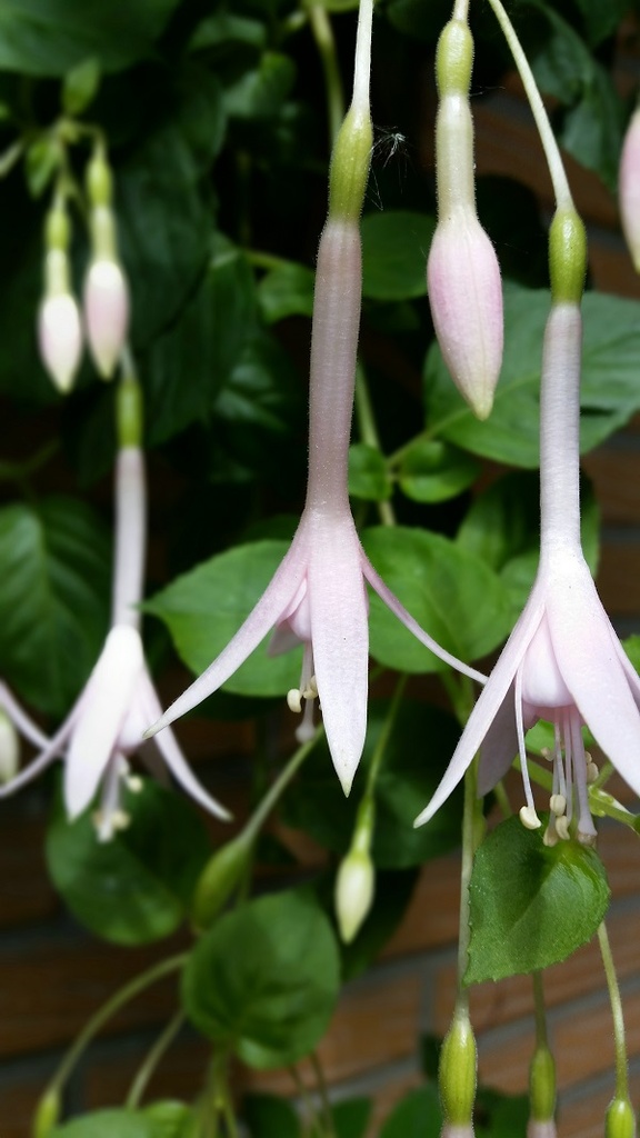 Silver Chime | Deutsche Fuchsiengesellschaft e.V.