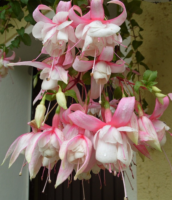 Mancunian | Deutsche Fuchsiengesellschaft e.V.