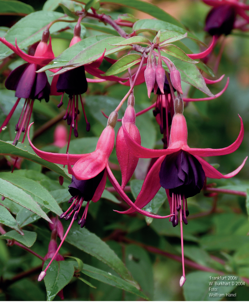 Frankfurt 2006 | #N# Deutsche Fuchsiengesellschaft e.V.