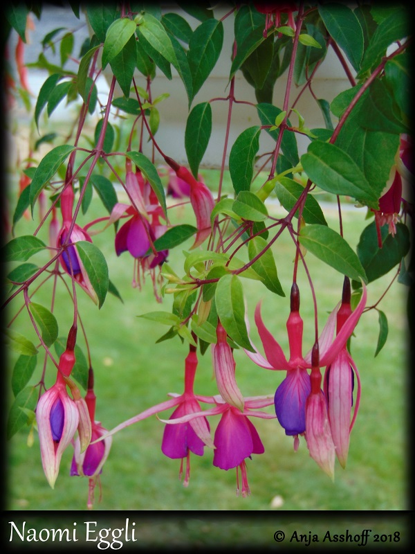 Naomi Eggli | Deutsche Fuchsiengesellschaft e.V.