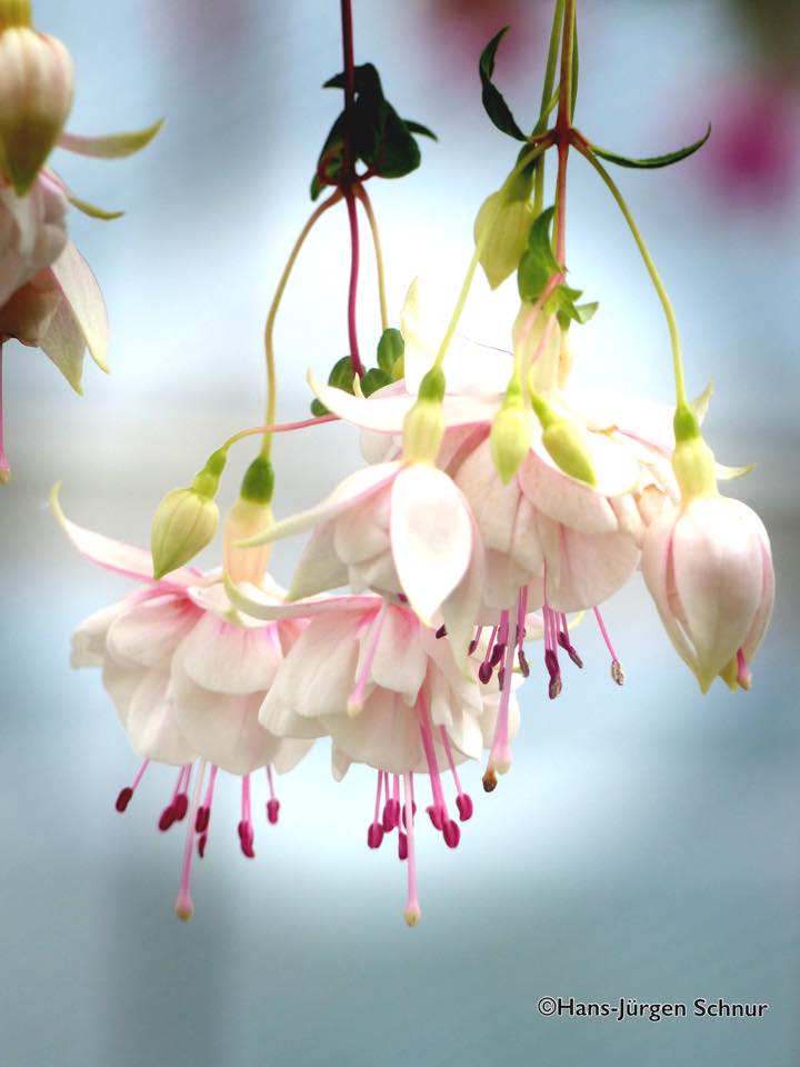 Frank Unsworth | Deutsche Fuchsiengesellschaft e.V.