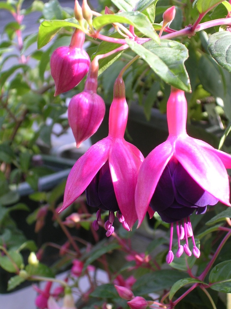 Johann Brunner | Deutsche Fuchsiengesellschaft e.V.