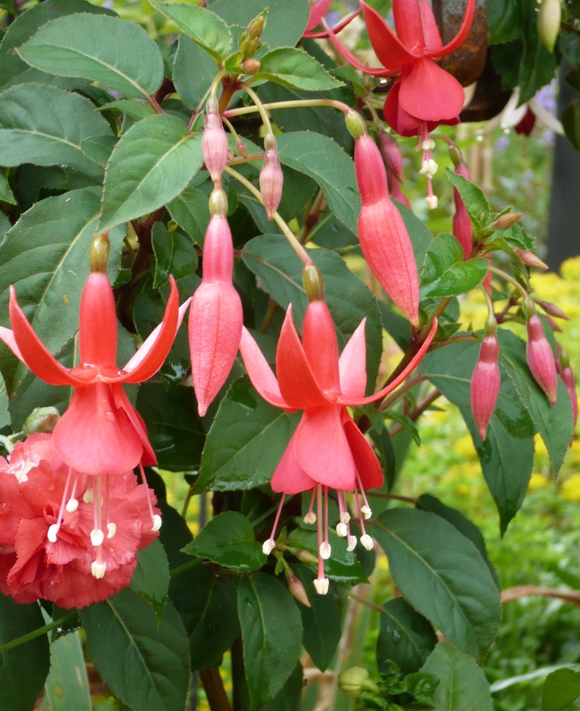 Kwintet | Deutsche Fuchsiengesellschaft e.V.