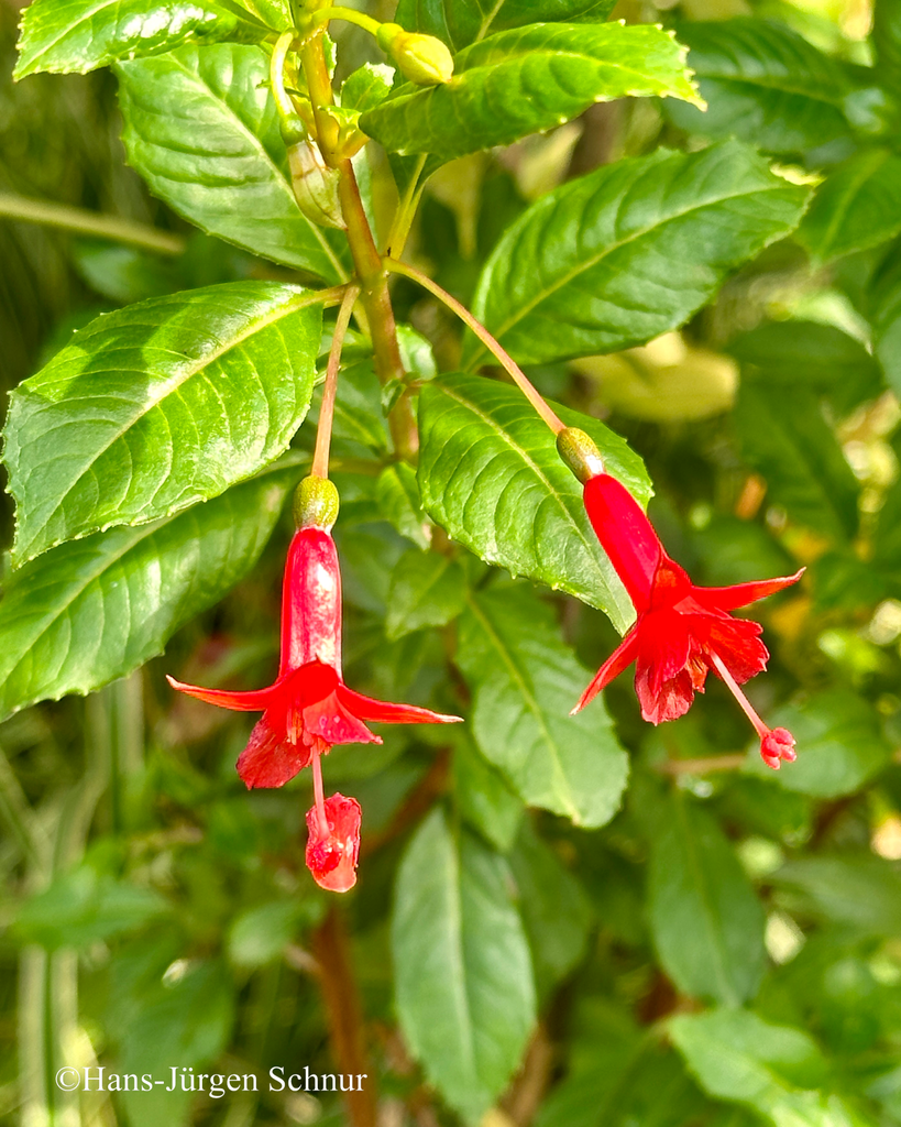 Hinnerike | Deutsche Fuchsiengesellschaft e.V.