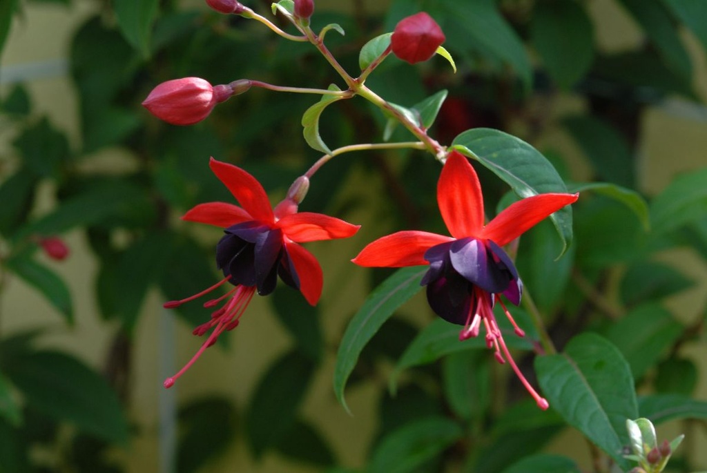 Lady Boothby | Deutsche Fuchsiengesellschaft e.V.