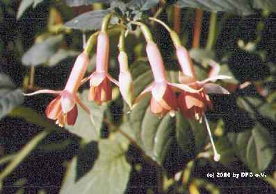 Frauke | Deutsche Fuchsiengesellschaft e.V.